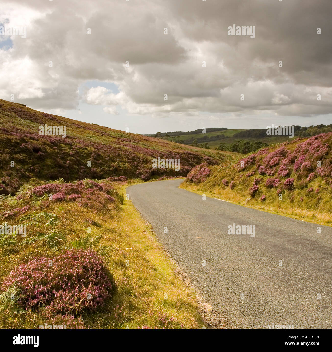 Heather erica sp hi-res stock photography and images - Alamy
