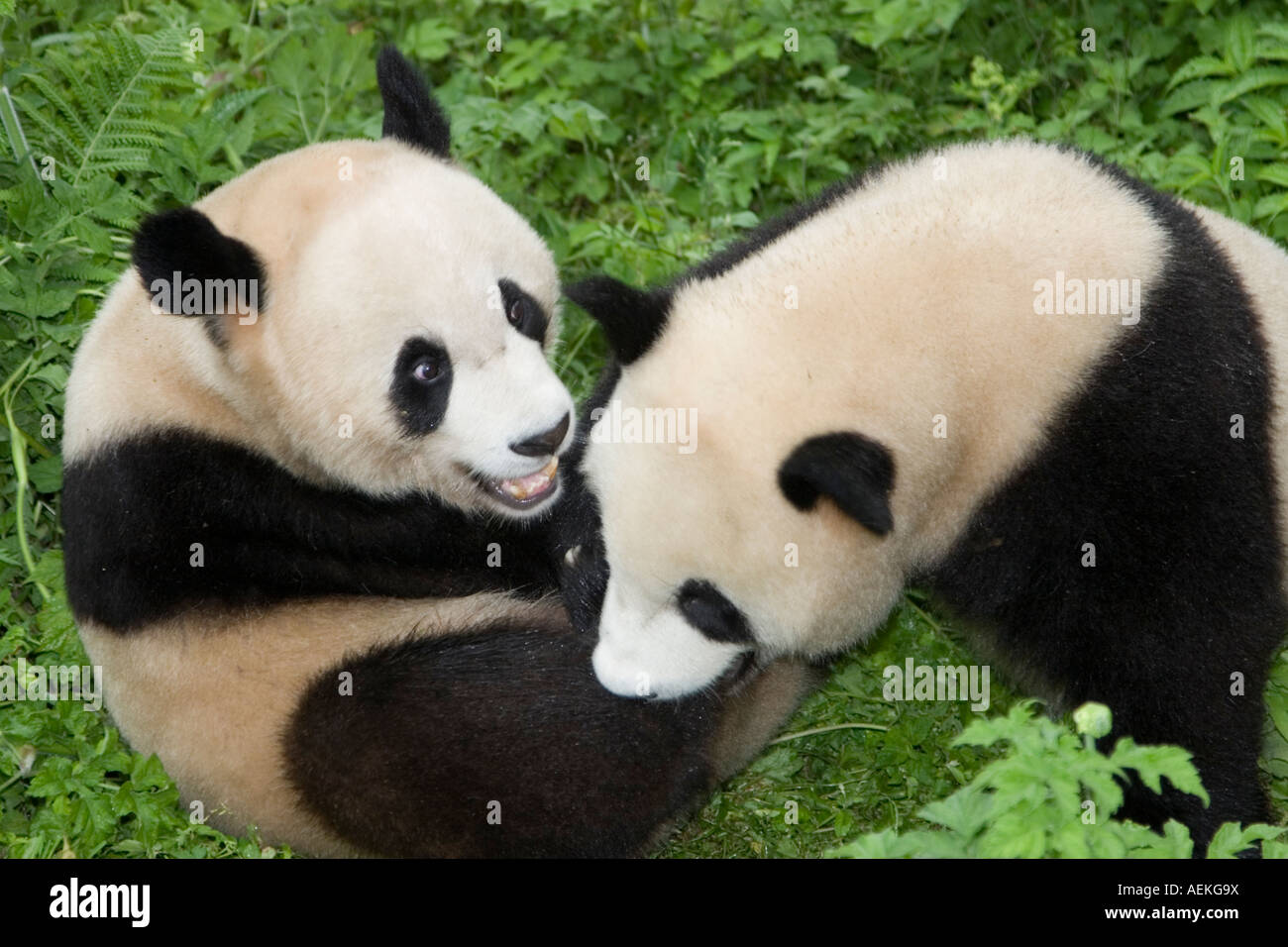 Pandas play in a zoo hi-res stock photography and images - Alamy