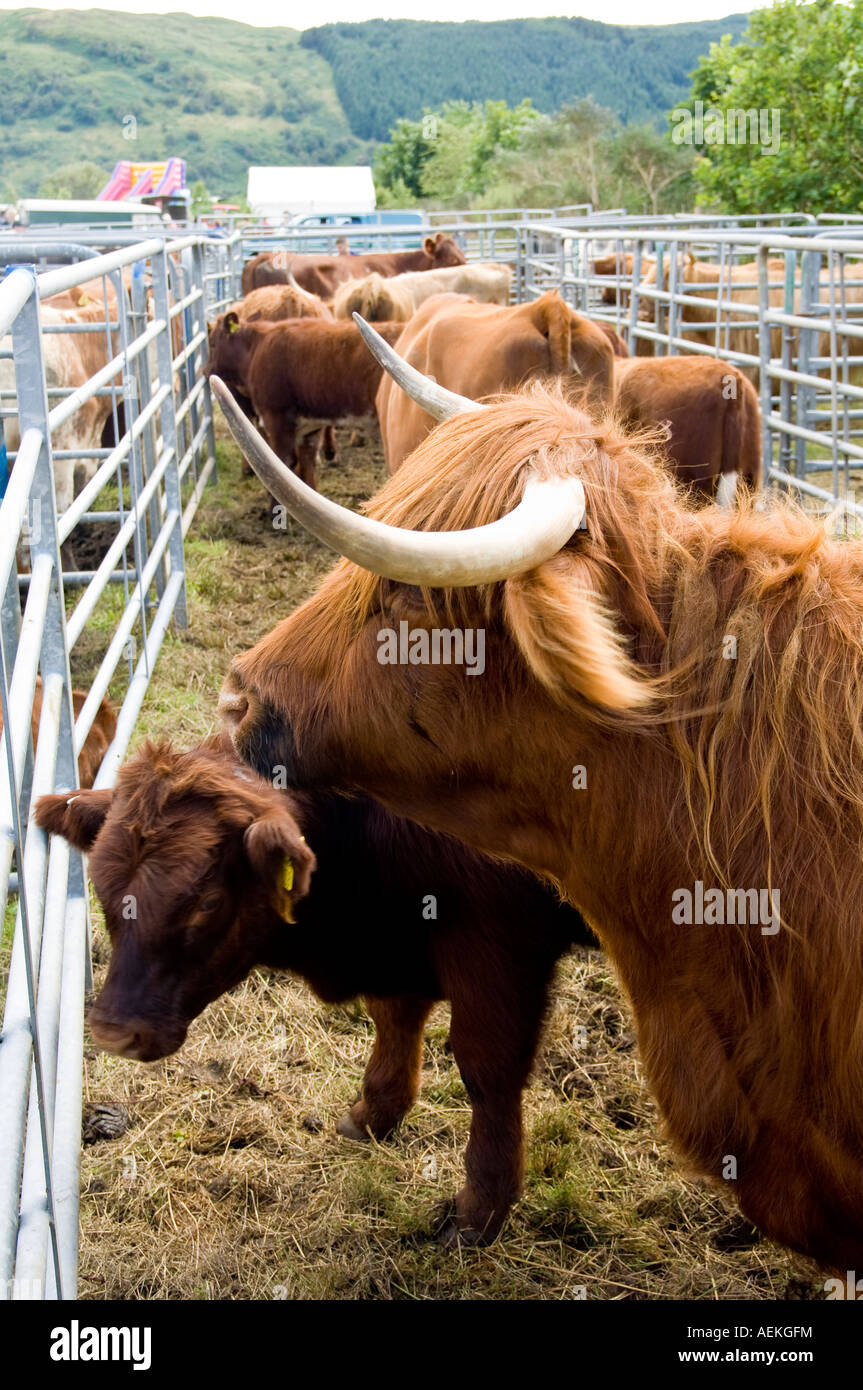 Scottish Highland cattle Stock Photo - Alamy
