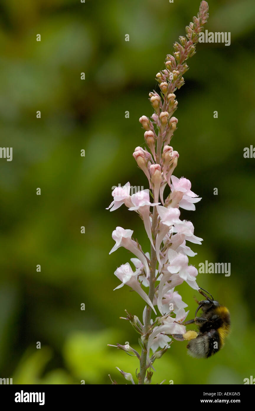 Purple Toadflax Linaria purpurea Pink form with Bee Stock Photo - Alamy