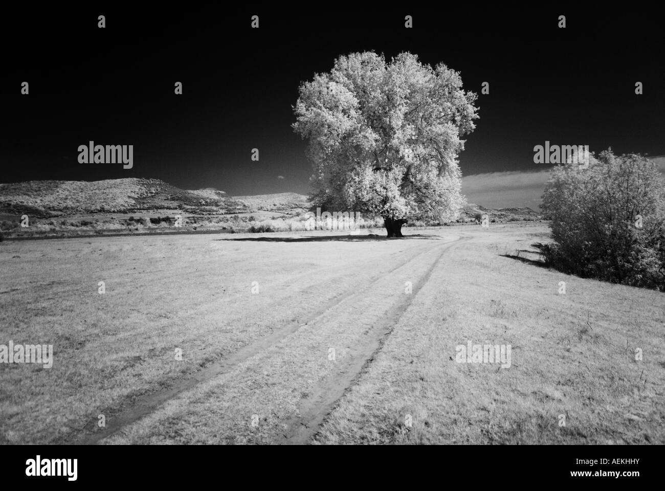 Scene of poplar Black and White Stock Photos & Images - Alamy