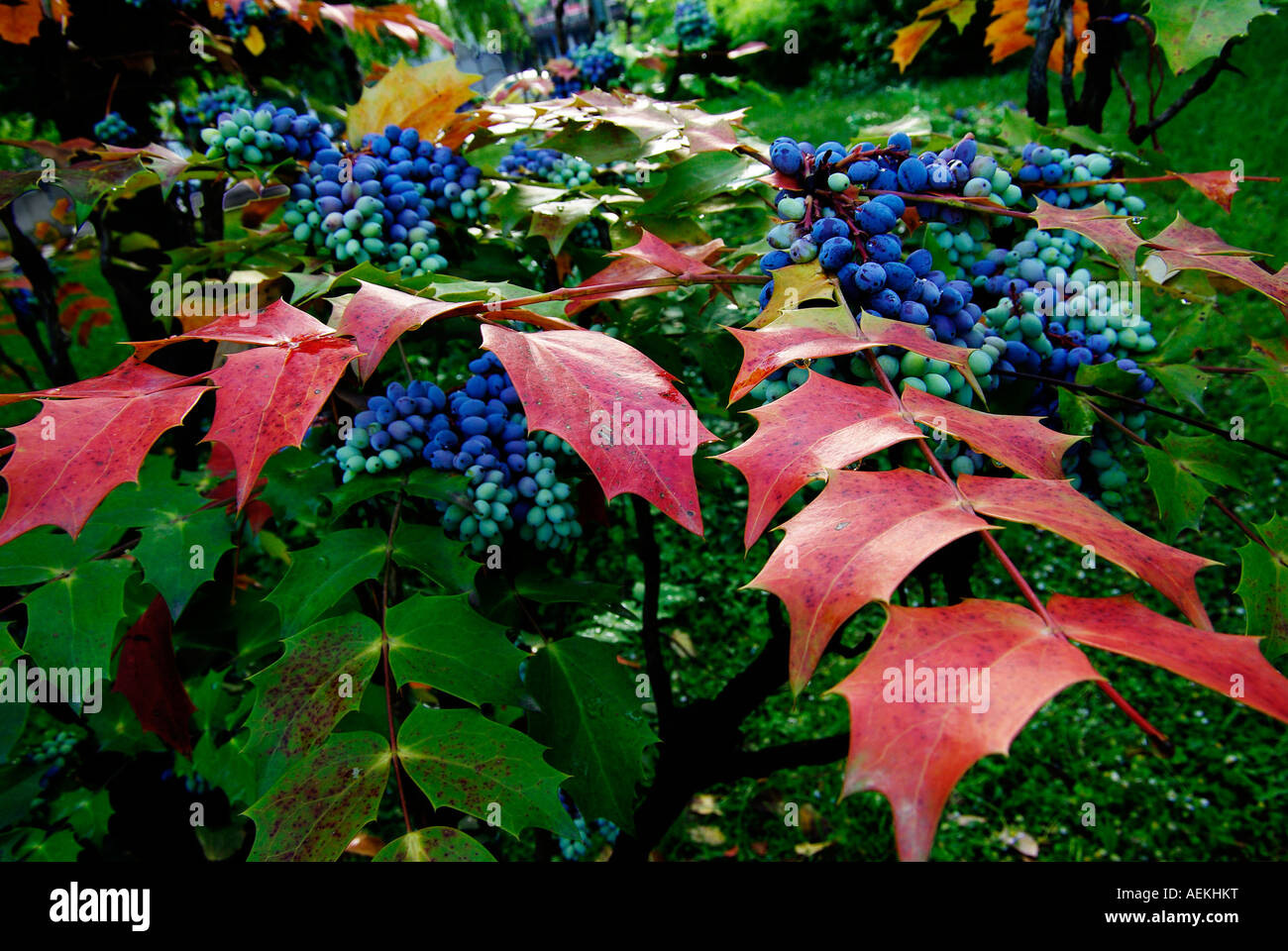 Mahonia fruit hi-res stock photography and images - Alamy