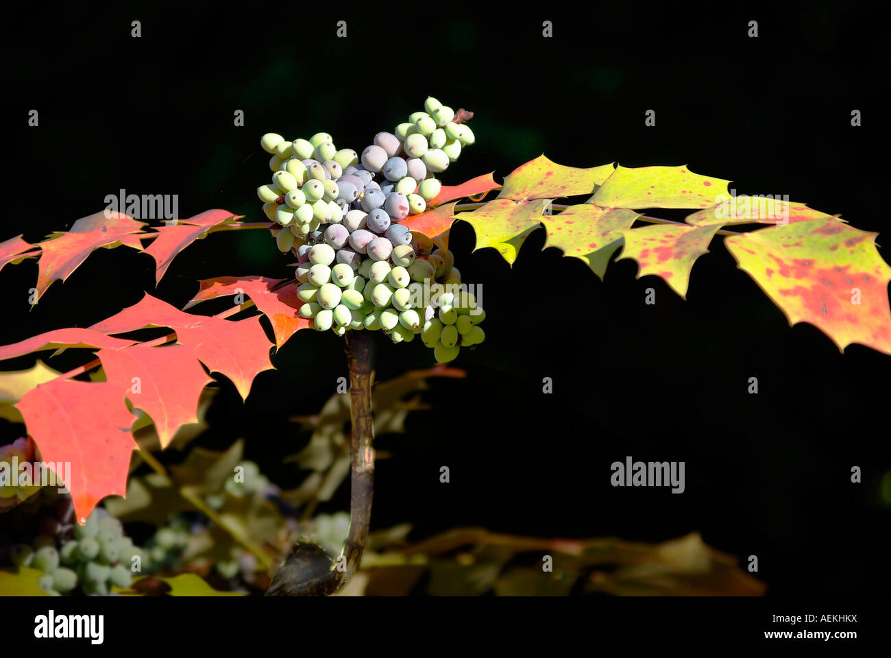 Frutescent hi-res stock photography and images - Alamy