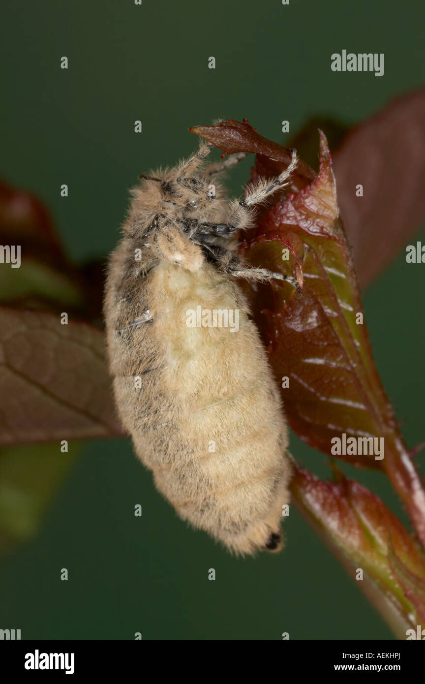 Wingless moth hi-res stock photography and images - Alamy