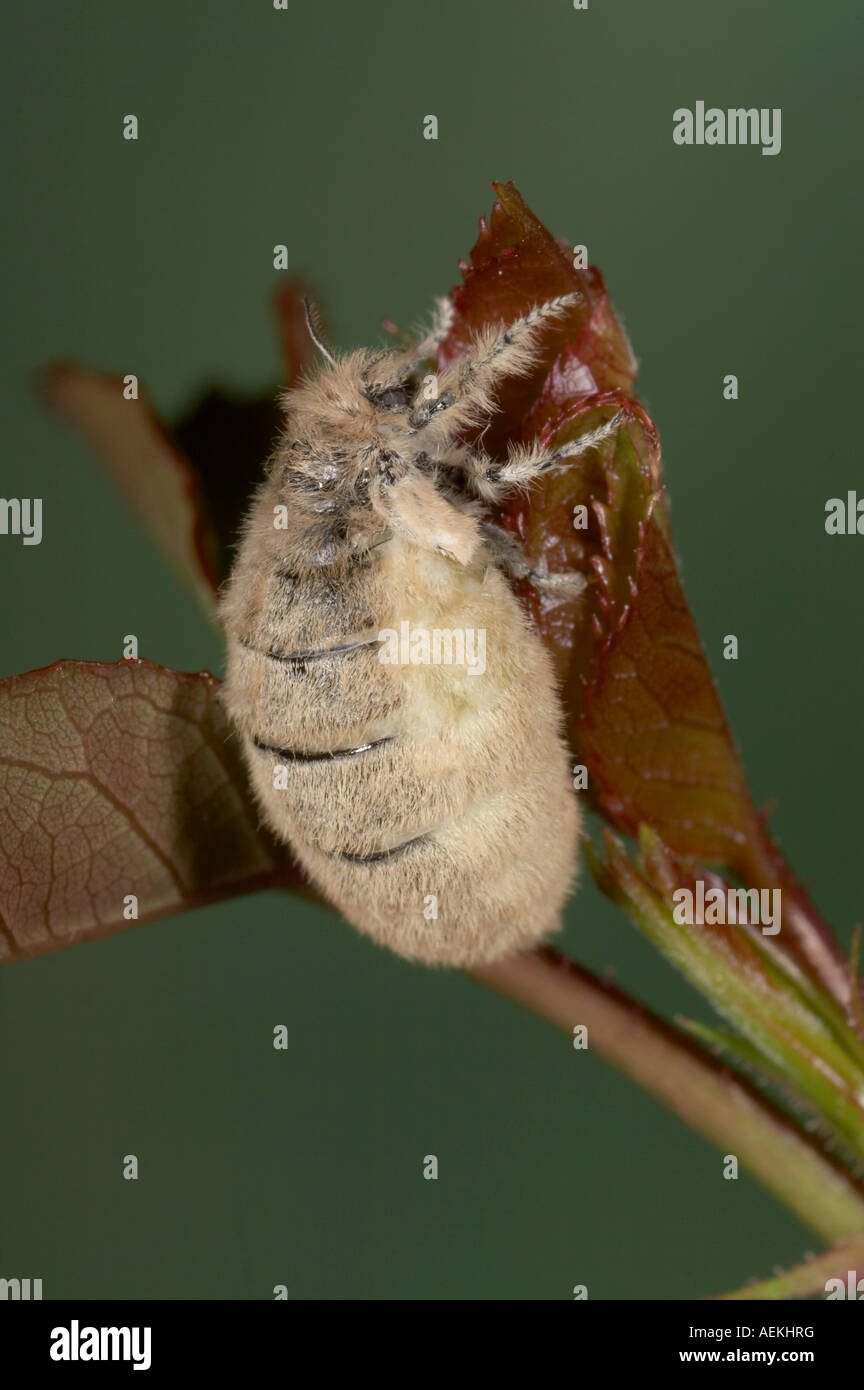 Wingless moth hi-res stock photography and images - Alamy