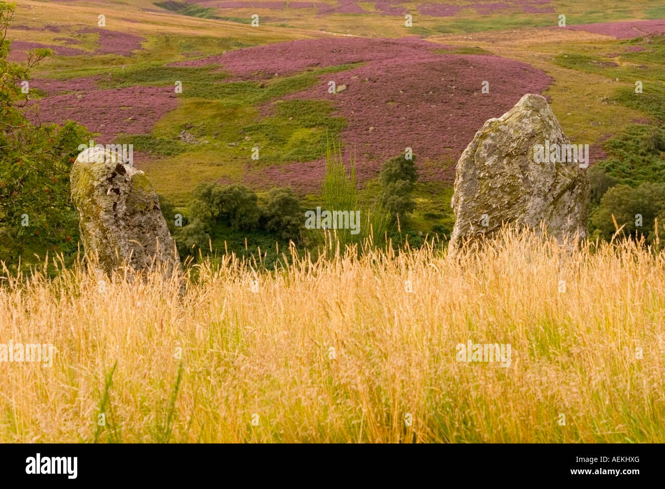 Standing stones at Colmealie, Glen Esk, Angus, Scotland Stock Photo - Alamy