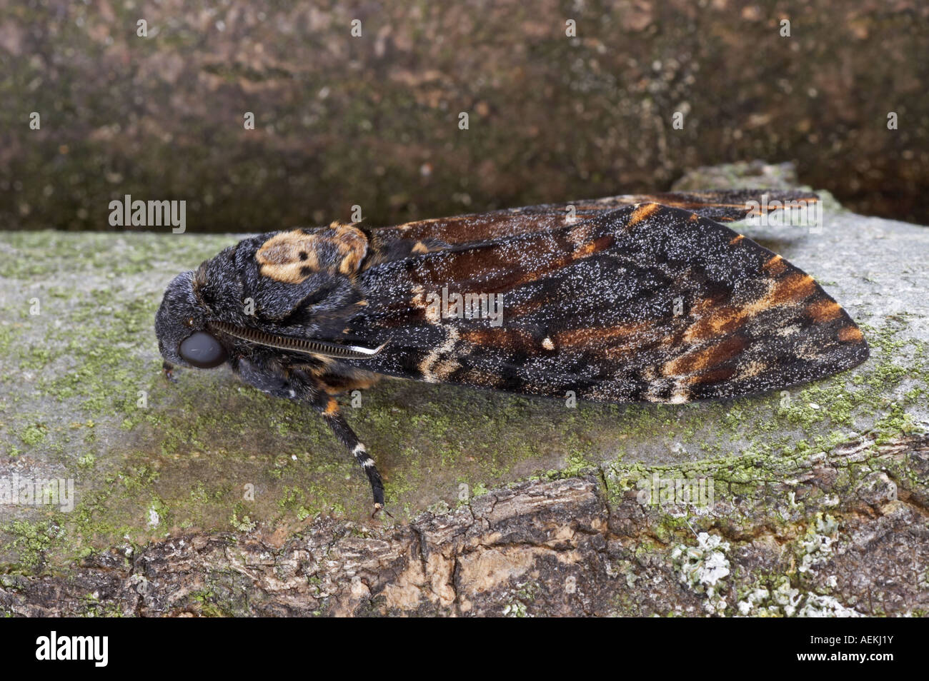 Death's Head Hawk Moth - Acherontia atropos Stock Photo - Alamy