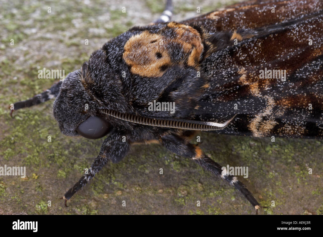 Sphinx atropos hi-res stock photography and images - Alamy