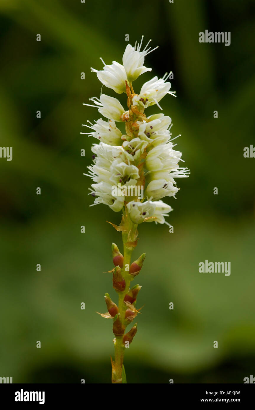 Viviparum hi-res stock photography and images - Alamy