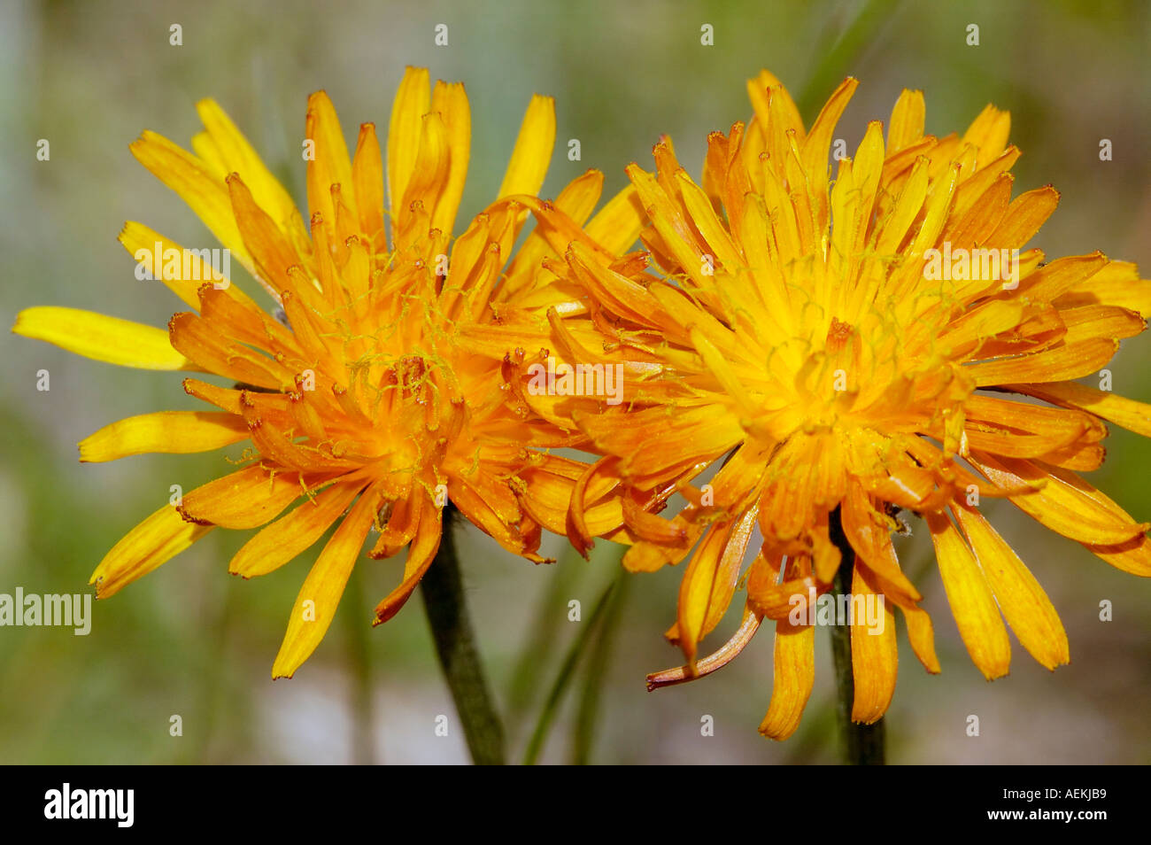 Golden hawksbeard crepis aurea hi-res stock photography and images - Alamy