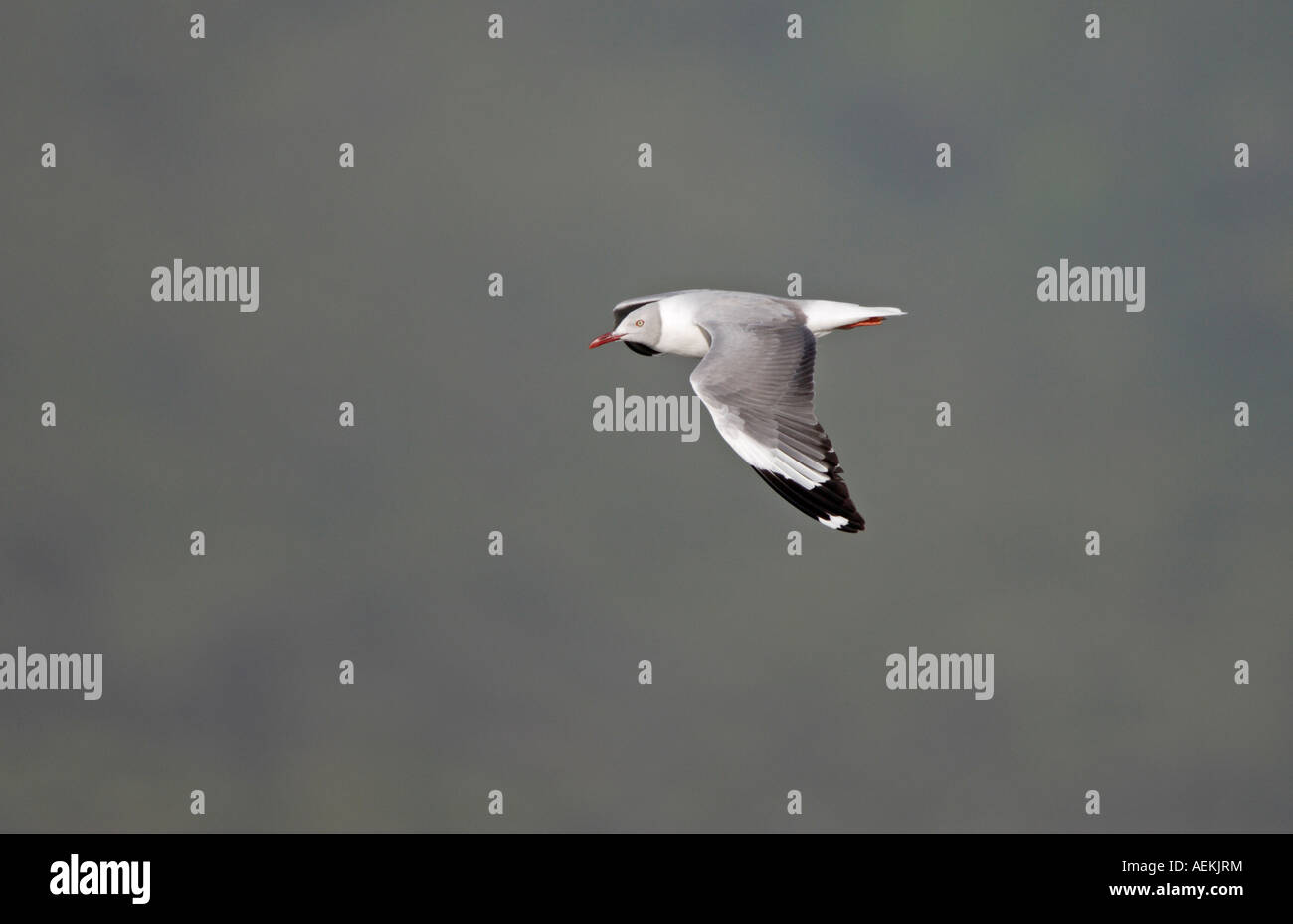 Grey headed Gull in flight Stock Photo - Alamy