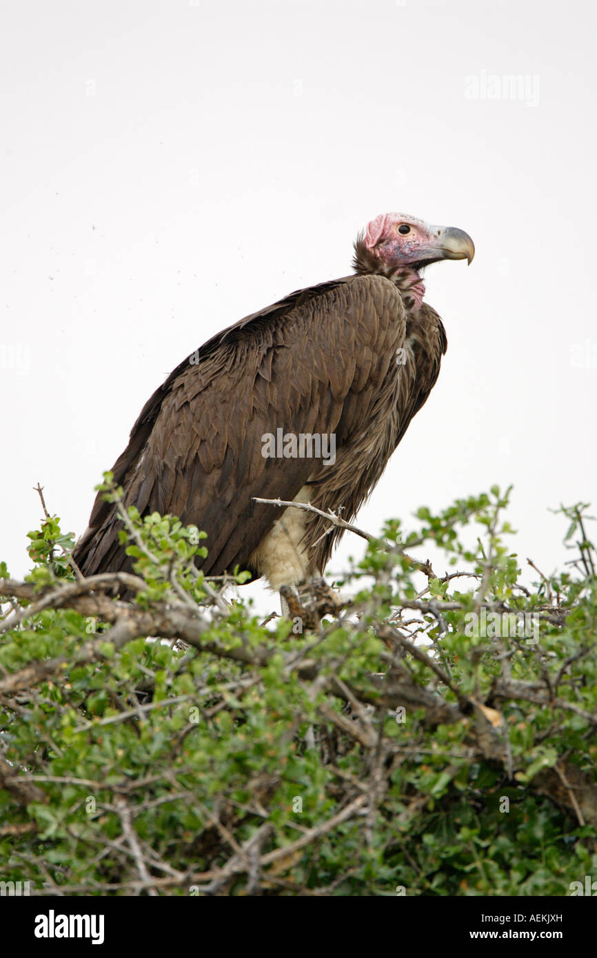 Lappet Faced Vulture Stock Photo - Alamy