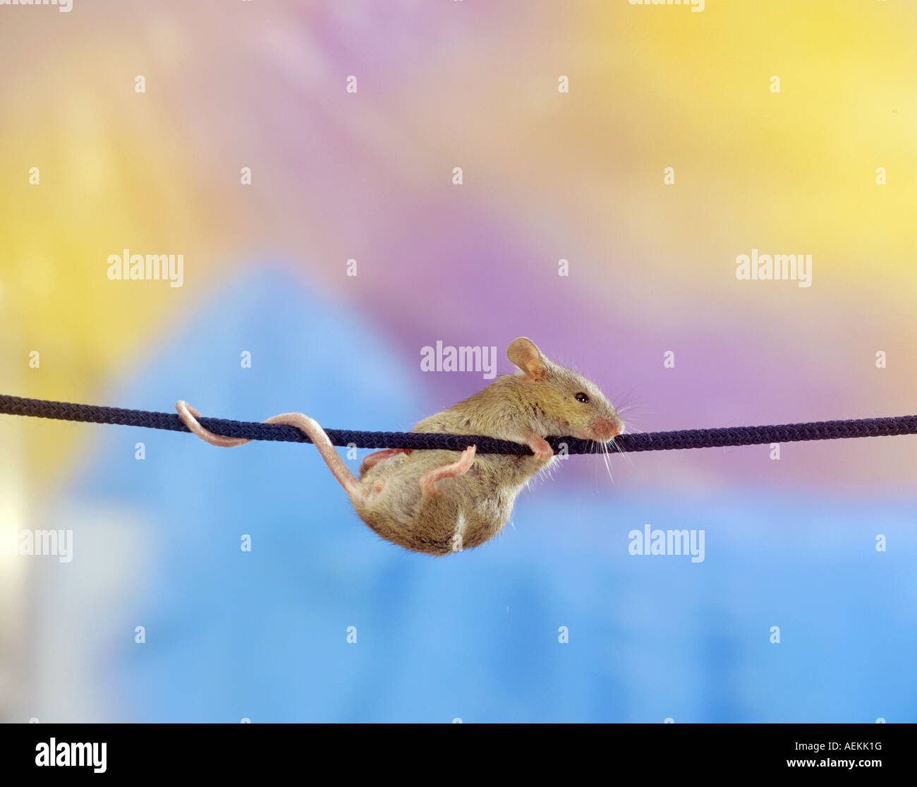 mouse - hanging on rope Stock Photo - Alamy