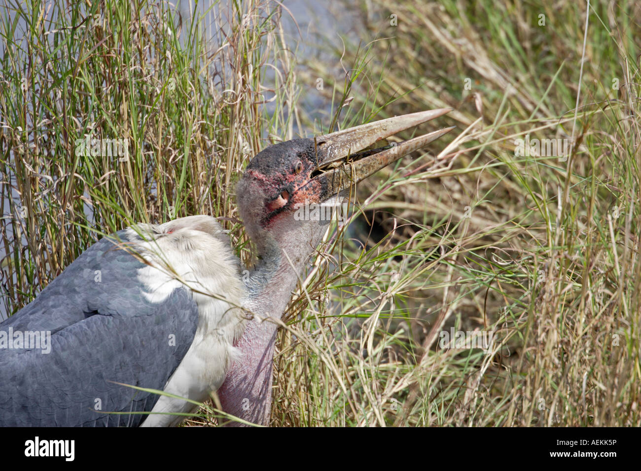 Marabou Stork eating frog Stock Photo - Alamy