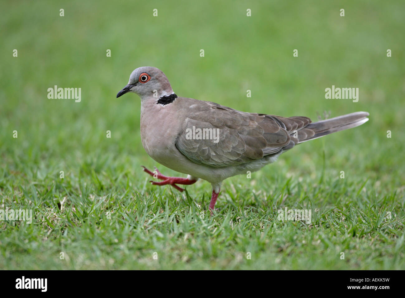 African Mourning Dove Stock Photo - Alamy