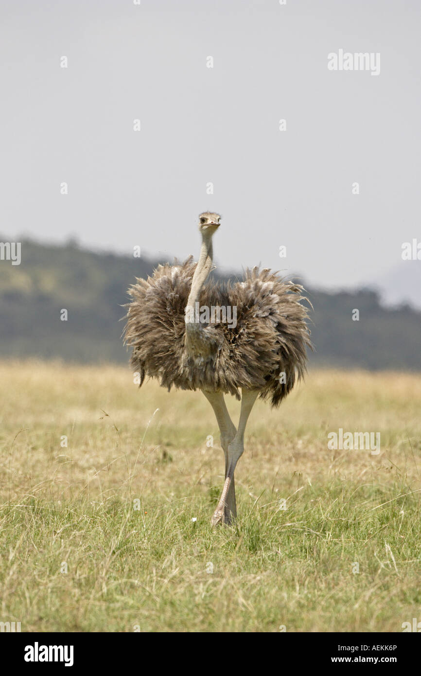Ostrich female hi-res stock photography and images - Alamy