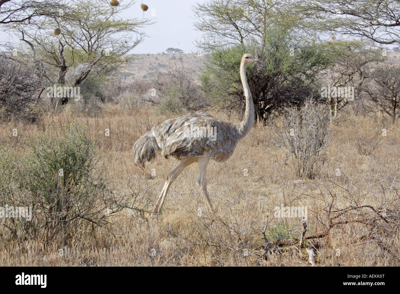 Female ostrich hi-res stock photography and images - Alamy