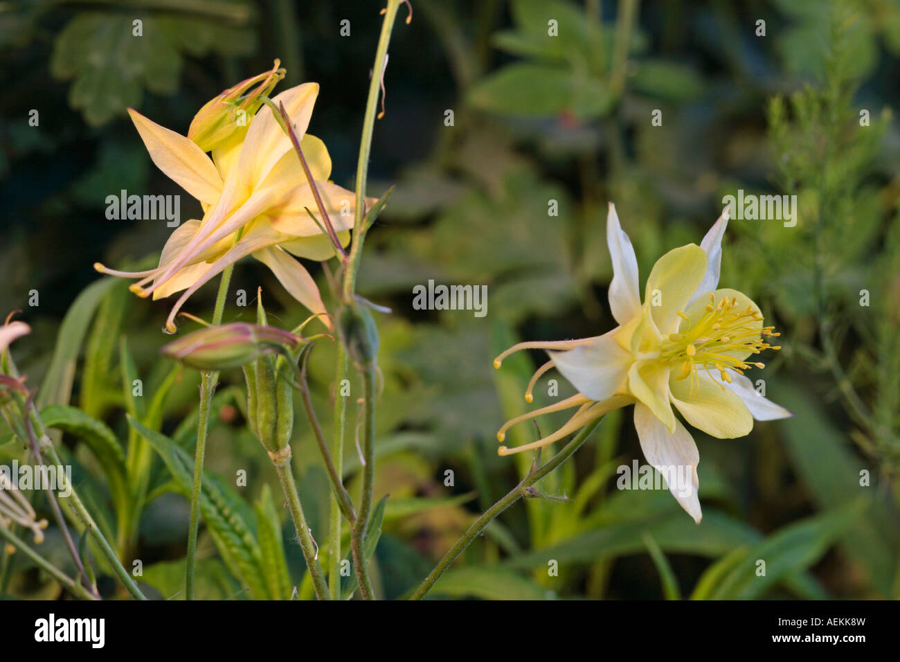 Close up of common aquilegia, aka European columbine (Aquilegia ...