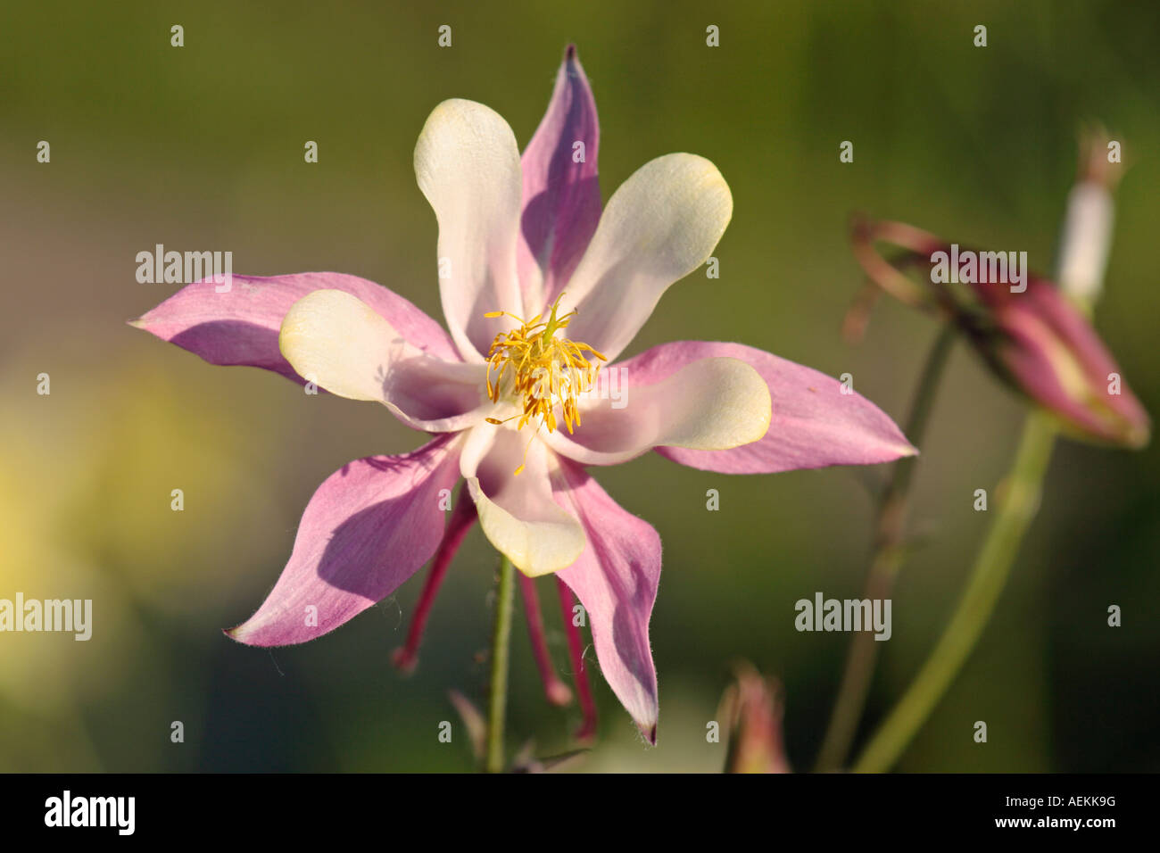 Close up of common aquilegia, aka European columbine (Aquilegia ...