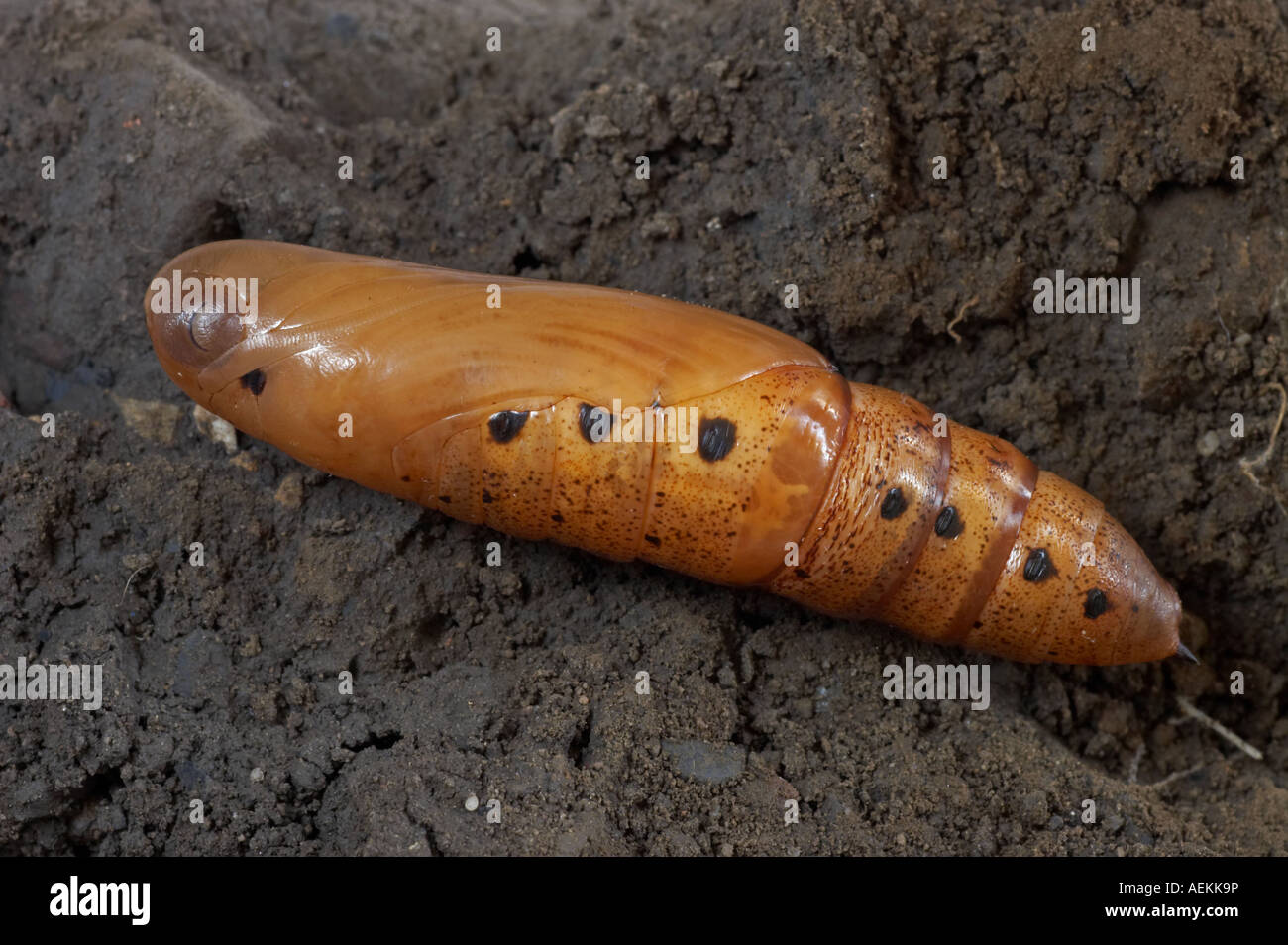 Oleander Hawk Moth pupa - Daphnis nerii Stock Photo - Alamy