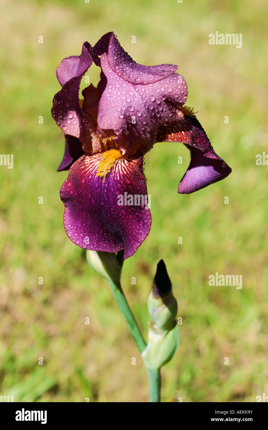 Bearded Iris flower close up Stock Photo - Alamy