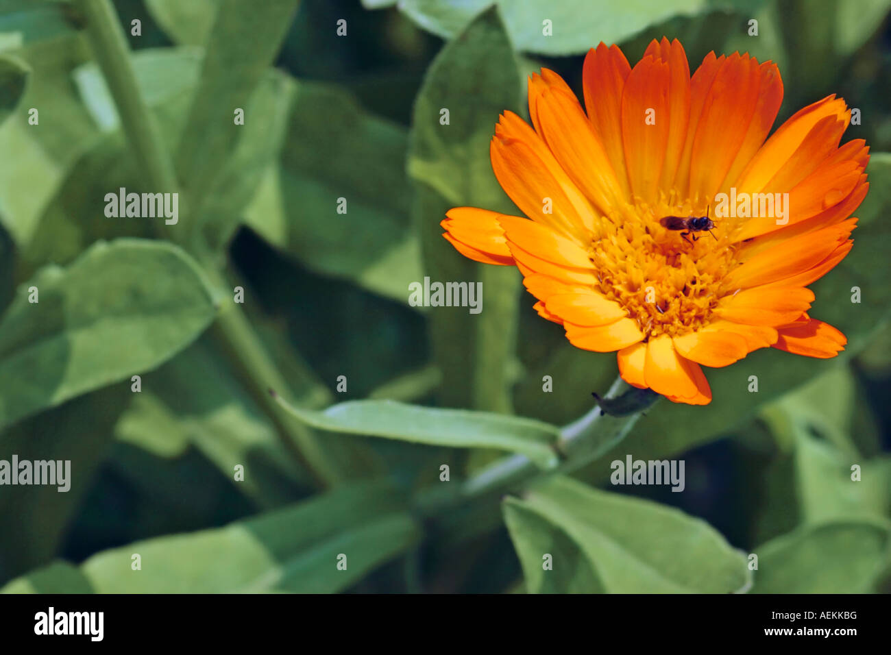 Pot Marigold flower in June Stock Photo - Alamy