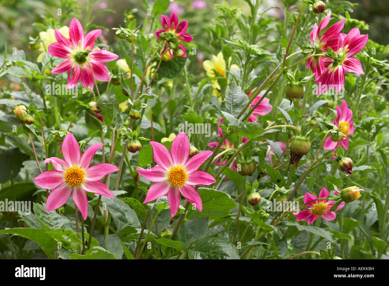 Single dahlias in August Stock Photo - Alamy