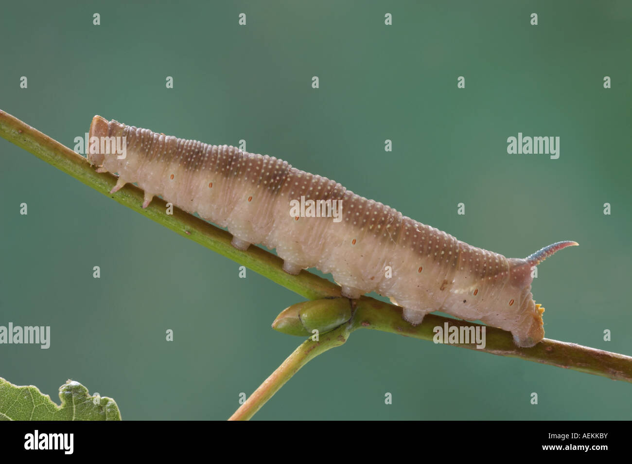 Lime Hawk Moth larva - Mimas tiliae Stock Photo - Alamy