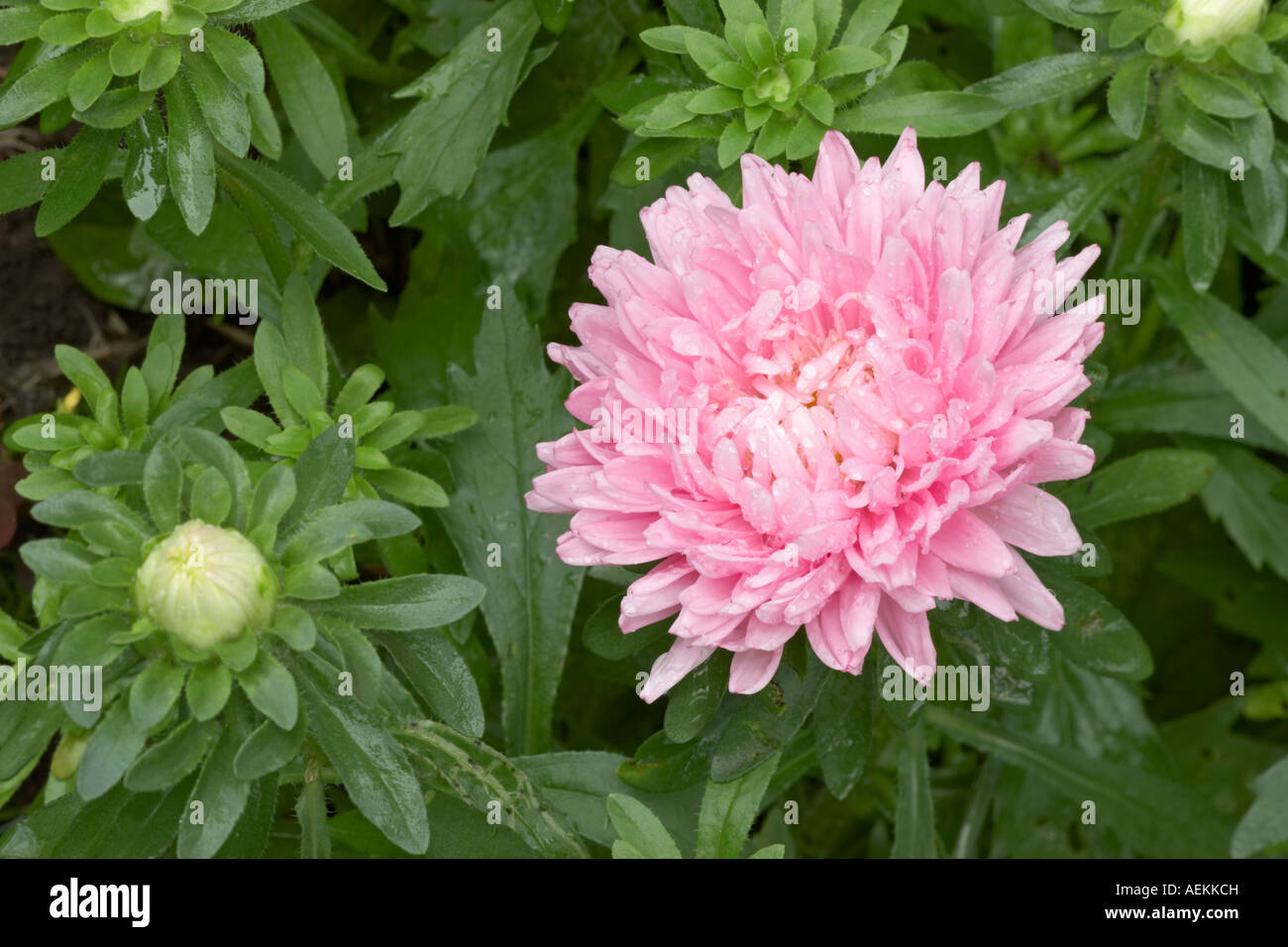 Flower and bud of Dwarf aster Stock Photo - Alamy