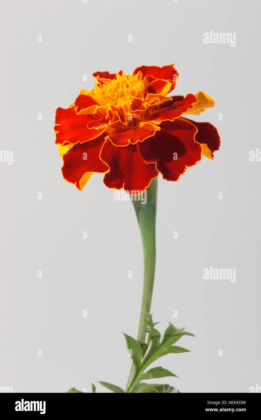 Close up of red French Marigold flower on white background. Scientific ...