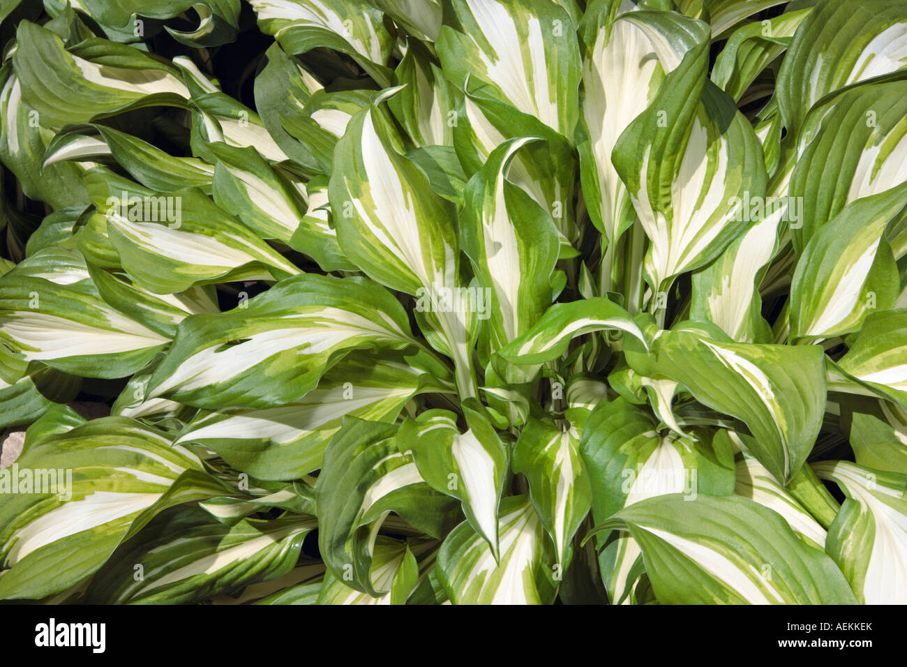 Hosta undulata leaves. June Stock Photo - Alamy