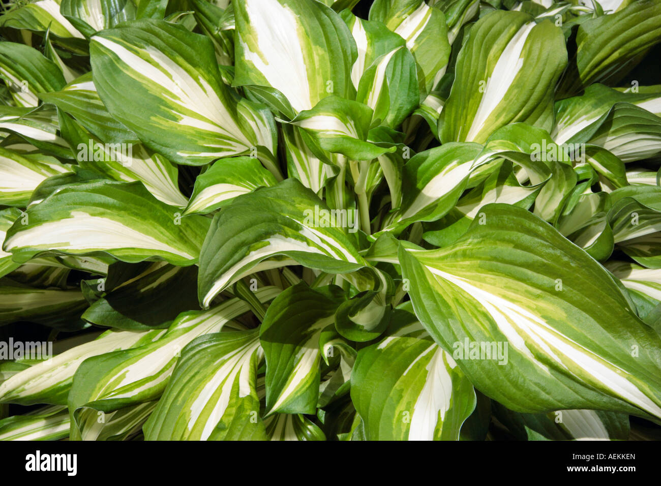 Hosta undulata leaves in June Stock Photo - Alamy