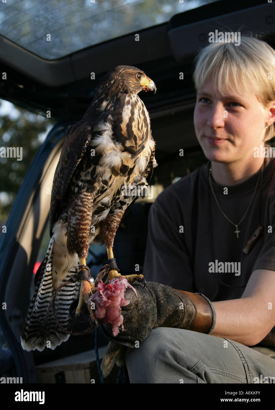 Lady with the hawk hi-res stock photography and images - Alamy