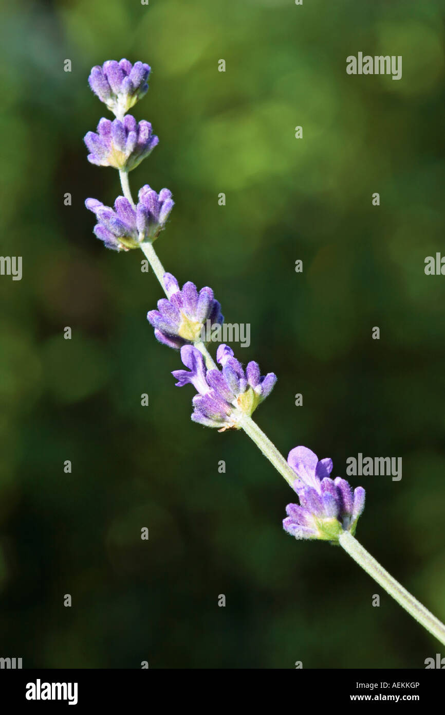 Single purple lavender portrait hi-res stock photography and images - Alamy