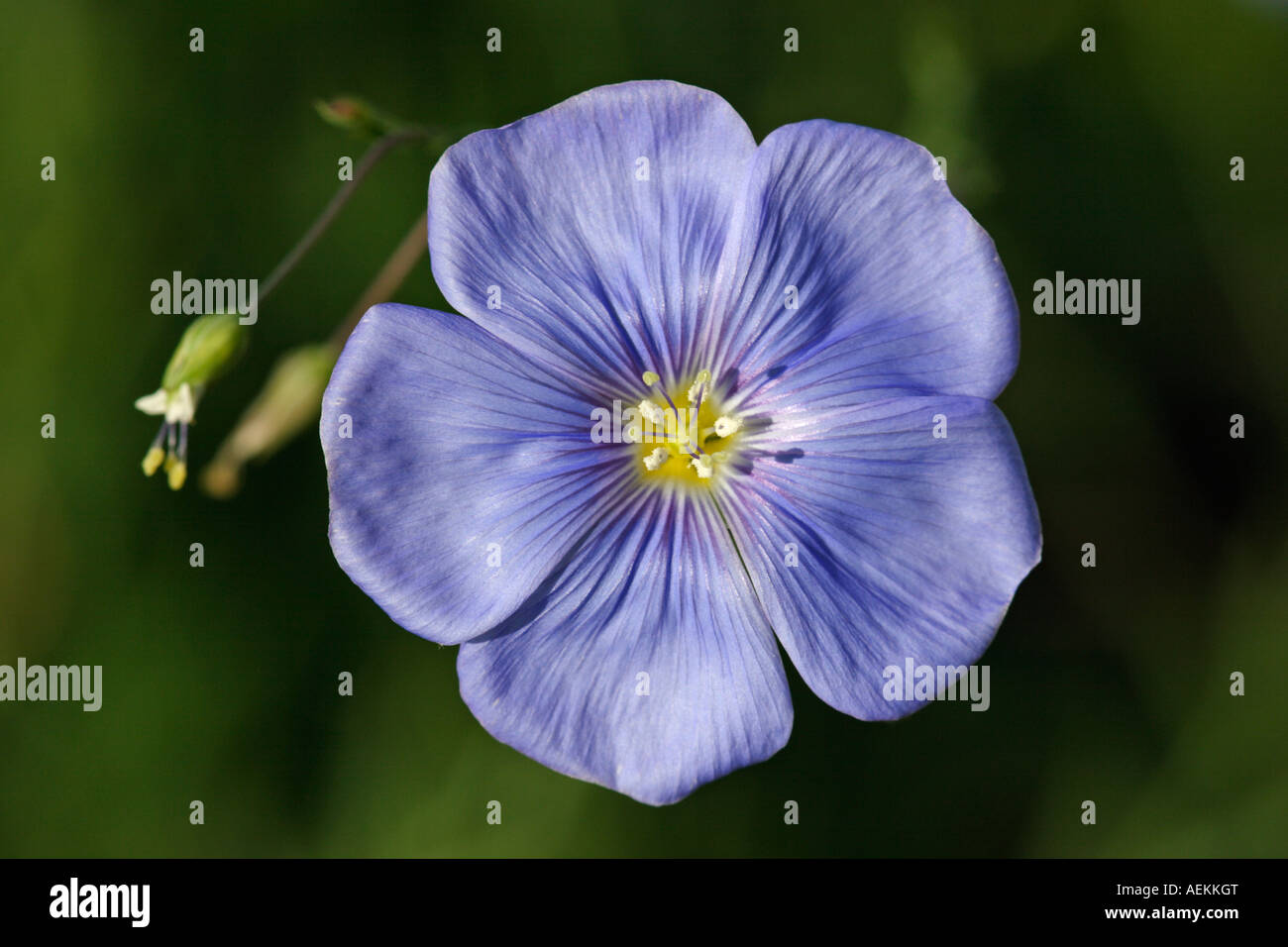 Common flax flower close up. July Stock Photo - Alamy