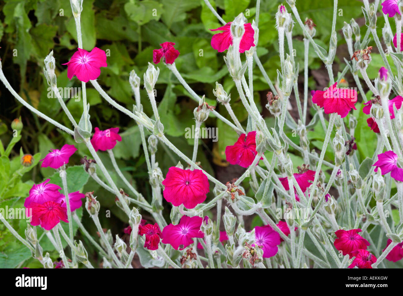 Lychnis flower stems hi-res stock photography and images - Alamy
