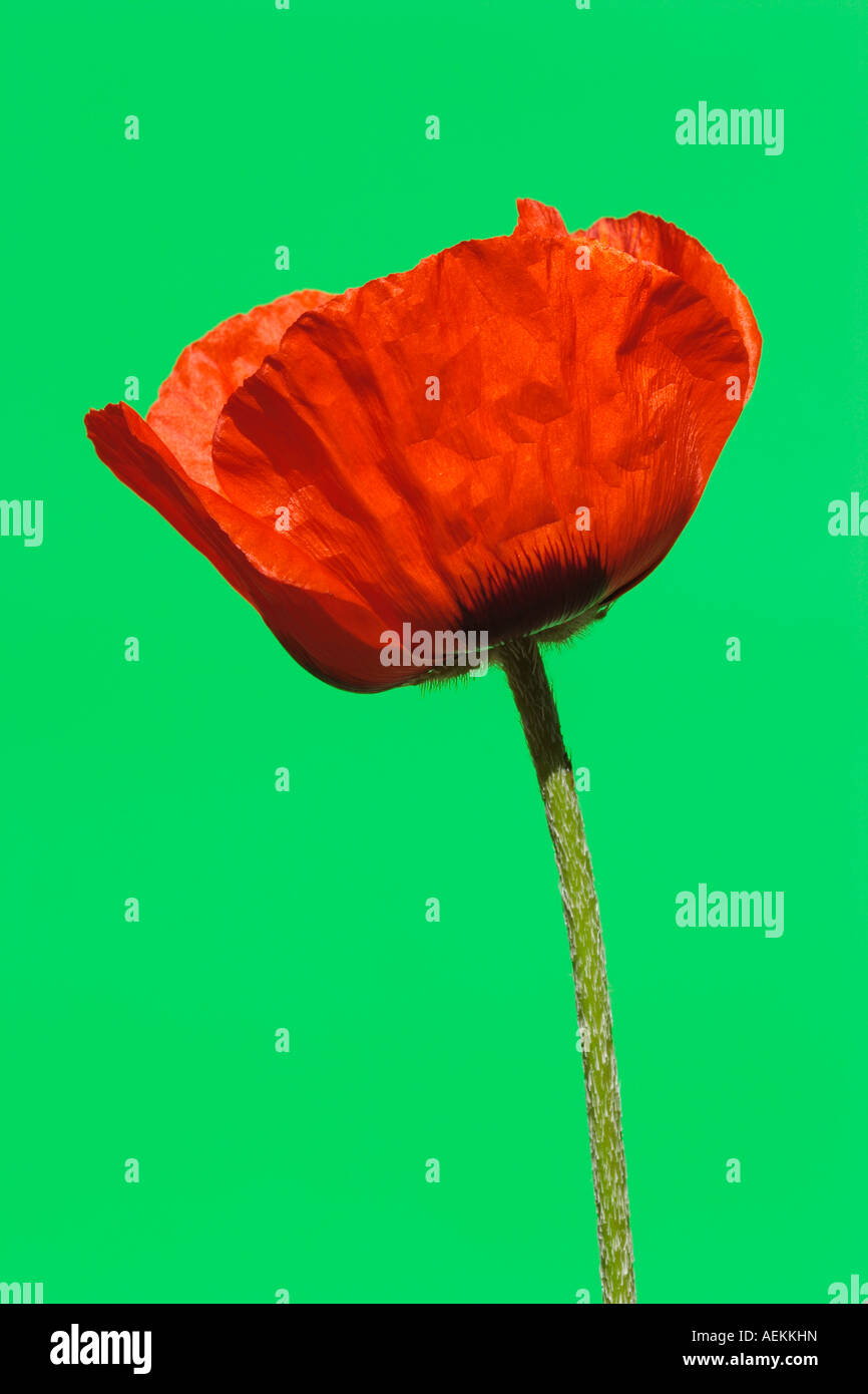 Oriental poppy flower Stock Photo - Alamy