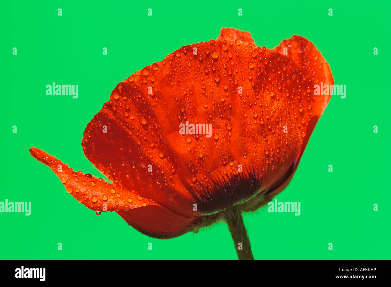 Blooming flower head red Cut Out Stock Images & Pictures - Alamy