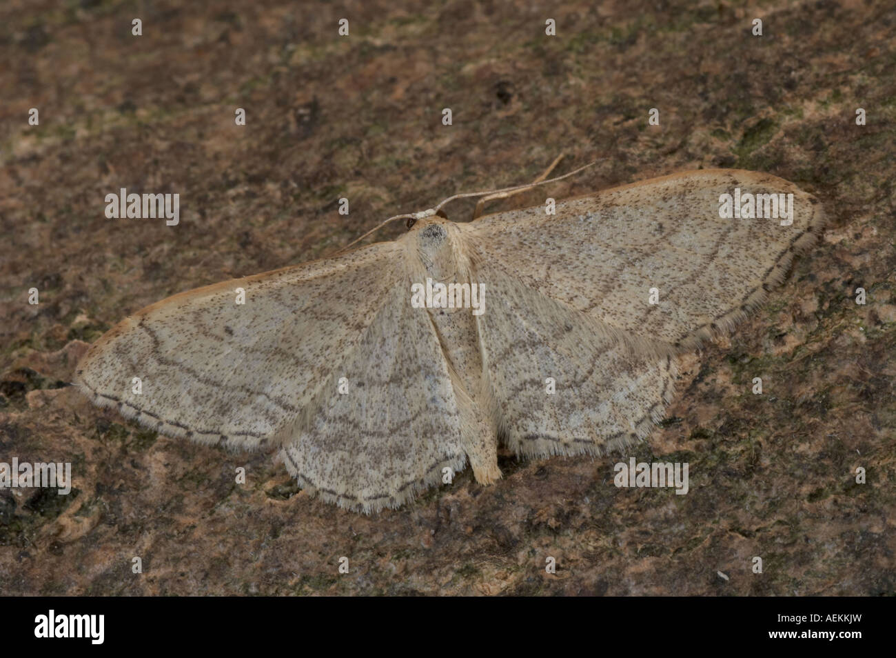 Riband wave moth idaea hi-res stock photography and images - Alamy