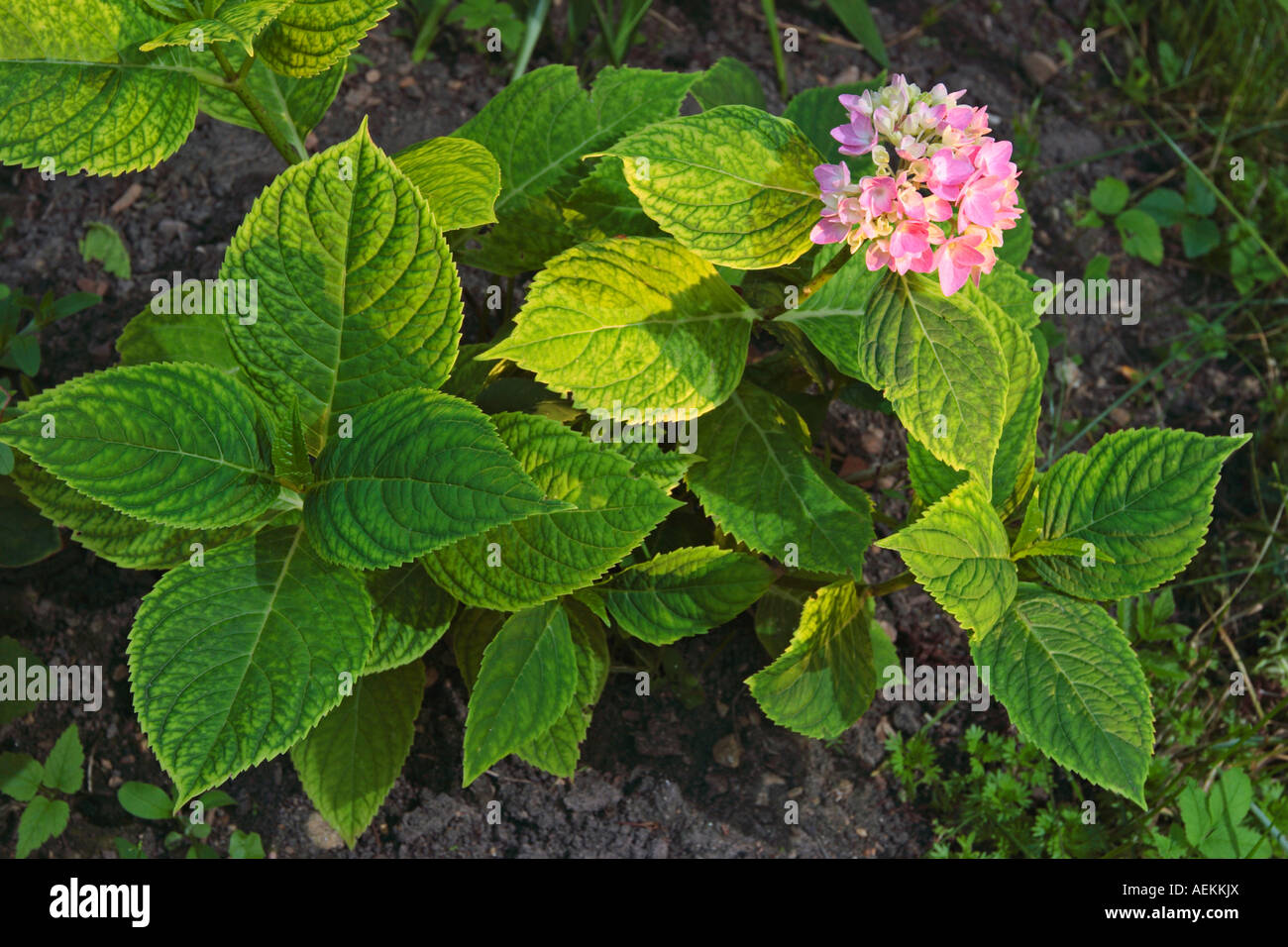 Young Hydrangea macrophylla plant Stock Photo - Alamy