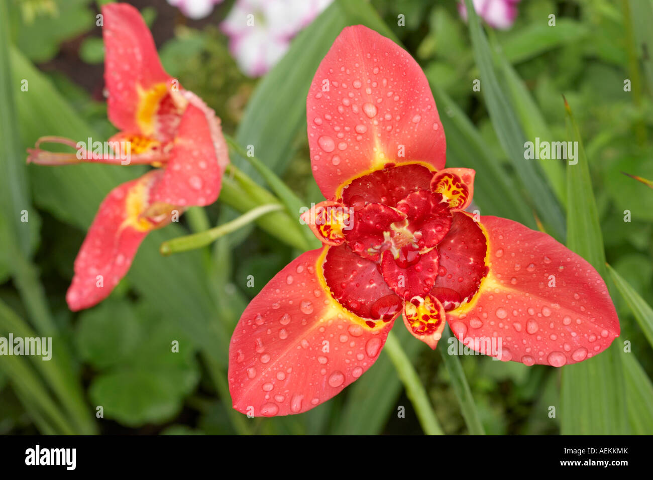 Tigridia Stock Photos & Tigridia Stock Images - Alamy