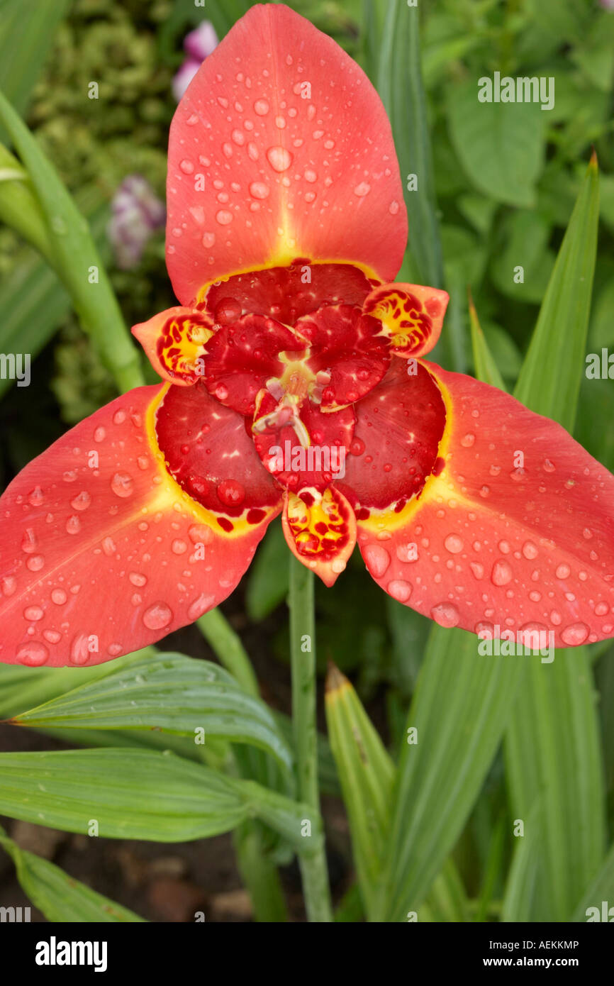 Red Tigridia flower. Scientific name: Tigridia pavonia Stock Photo - Alamy