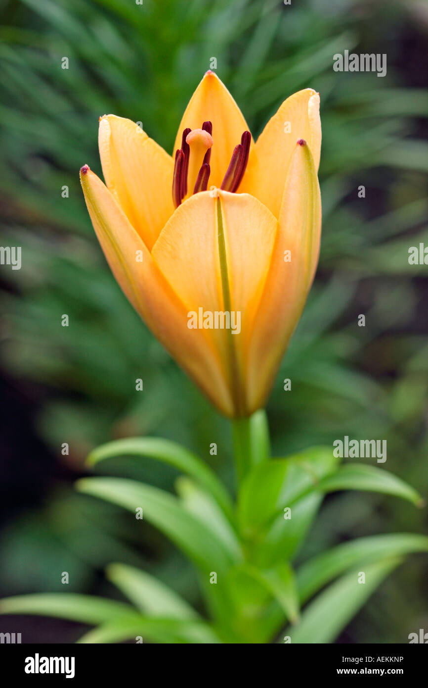 Yellow lily hi-res stock photography and images - Alamy