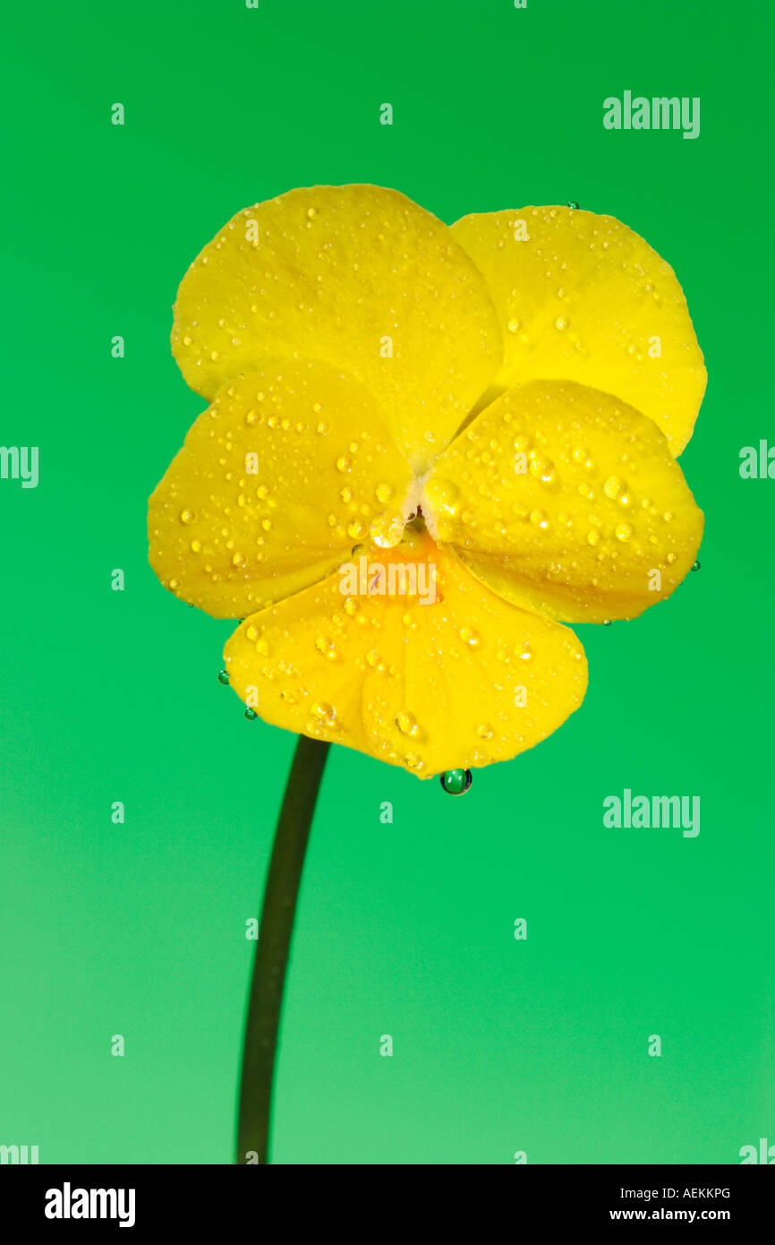 Yellow pansy flower Stock Photo - Alamy