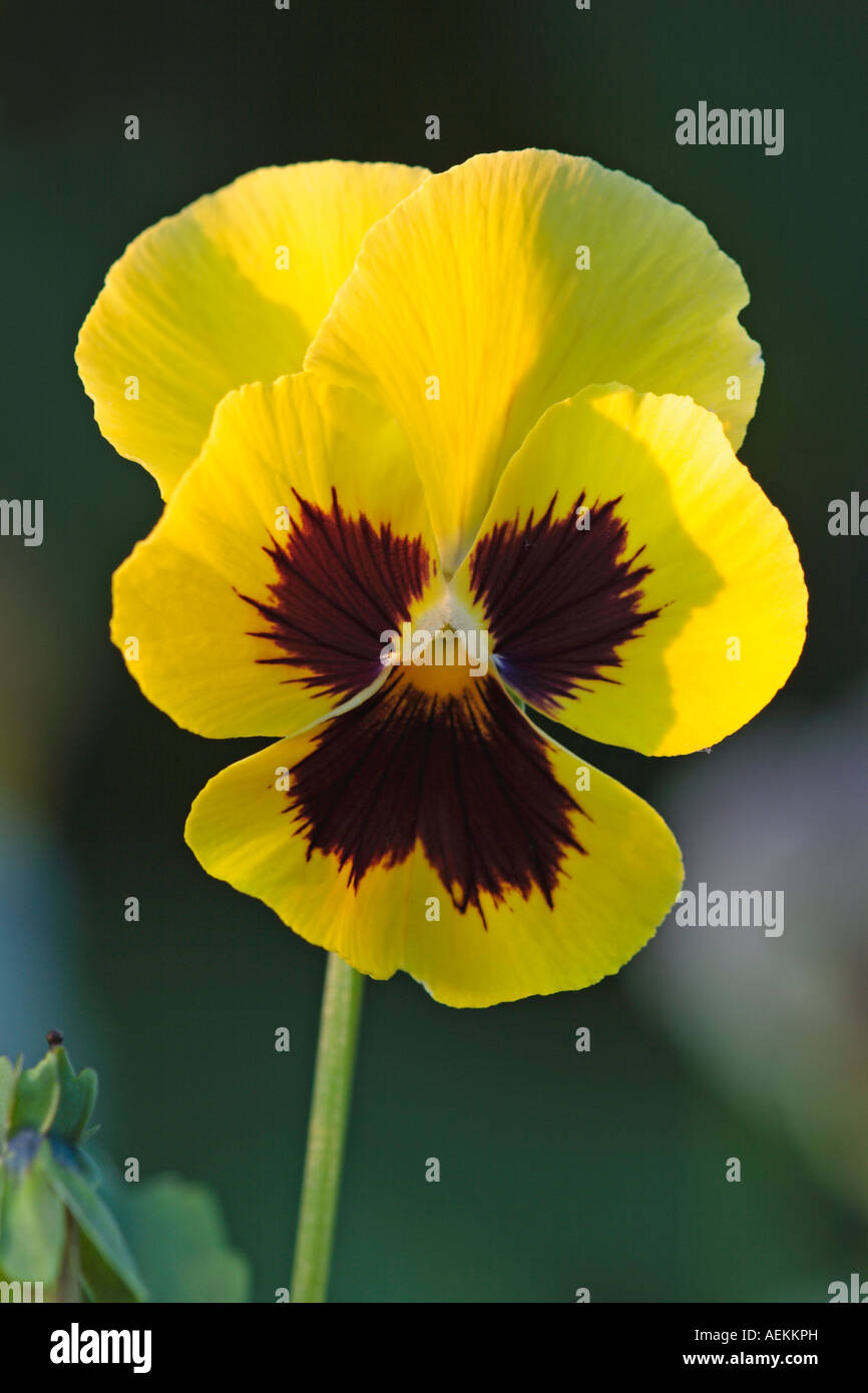 Yellow pansy in June Stock Photo - Alamy