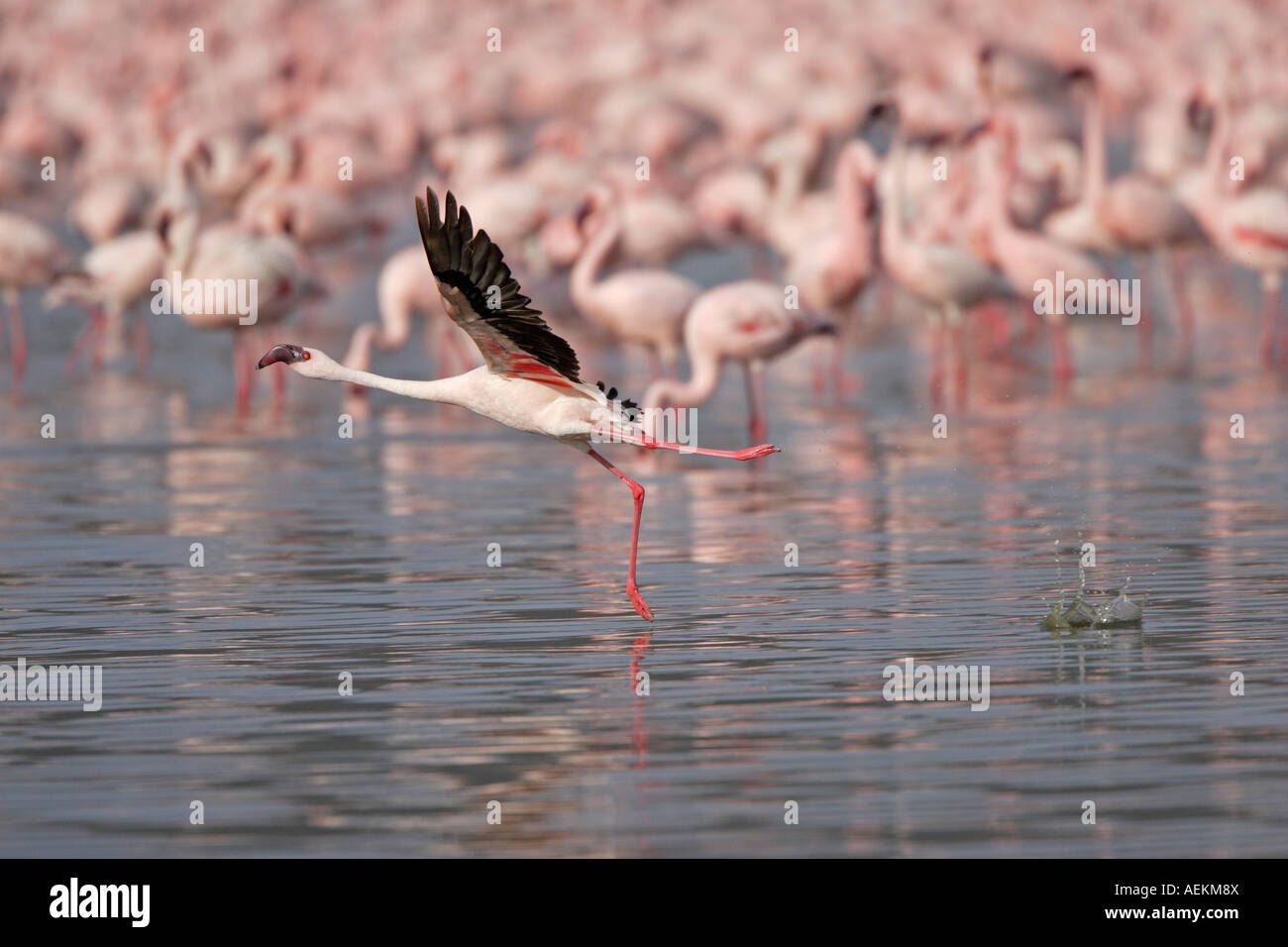 Lesser Flamingo at Lake Nakuru Stock Photo - Alamy