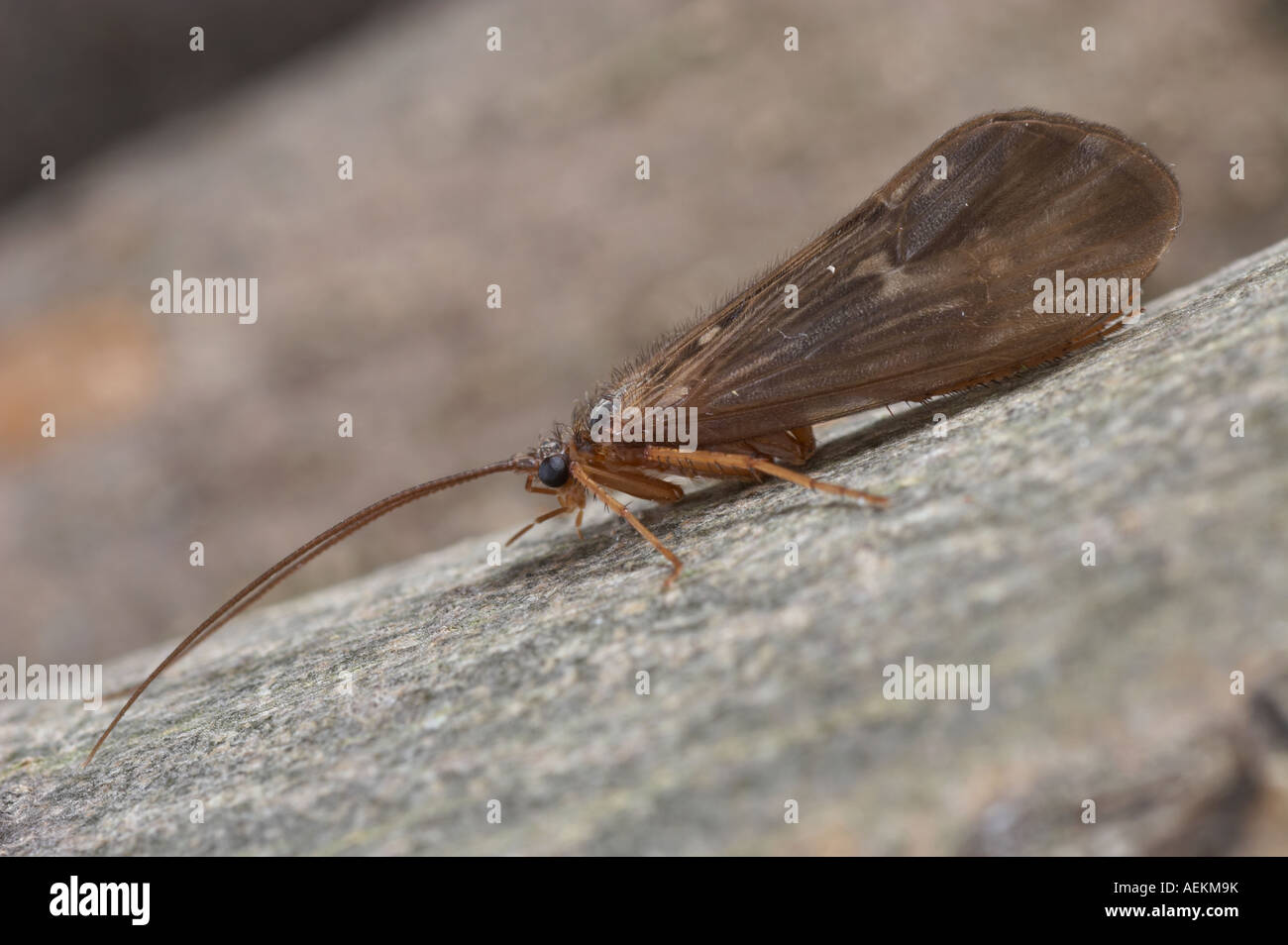 Digitatus hi-res stock photography and images - Alamy