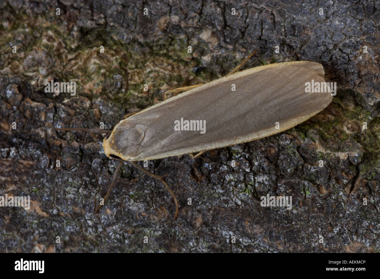 Common Footman - Eilema lurideola Stock Photo - Alamy