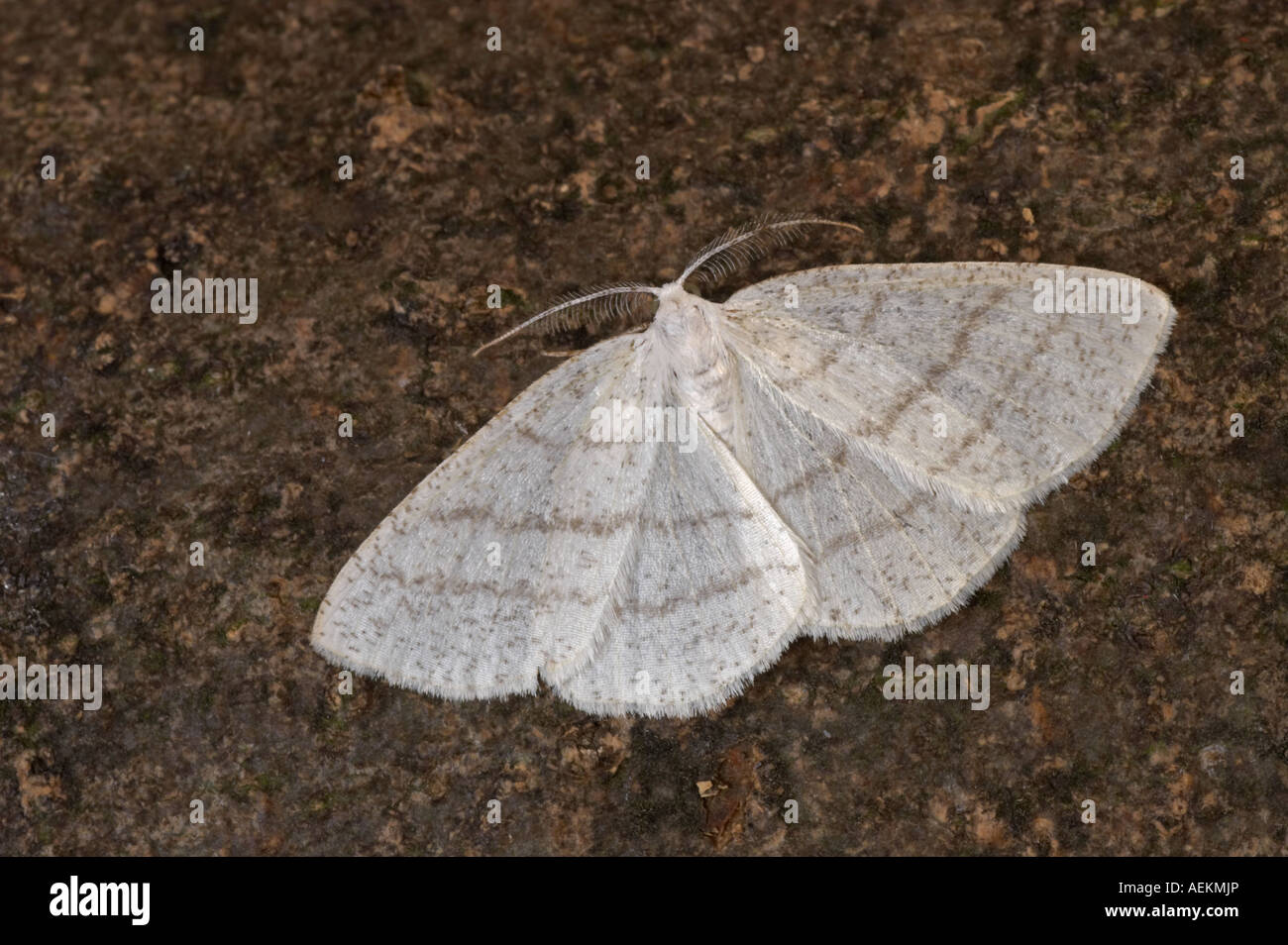 Common White Wave - Cabera pusaria Stock Photo - Alamy