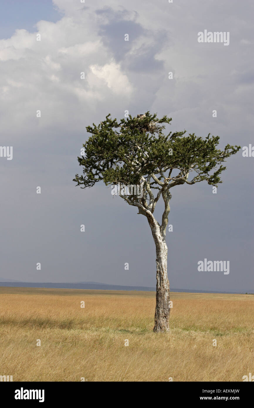Acacia Tree on the Mara Kenya Stock Photo - Alamy